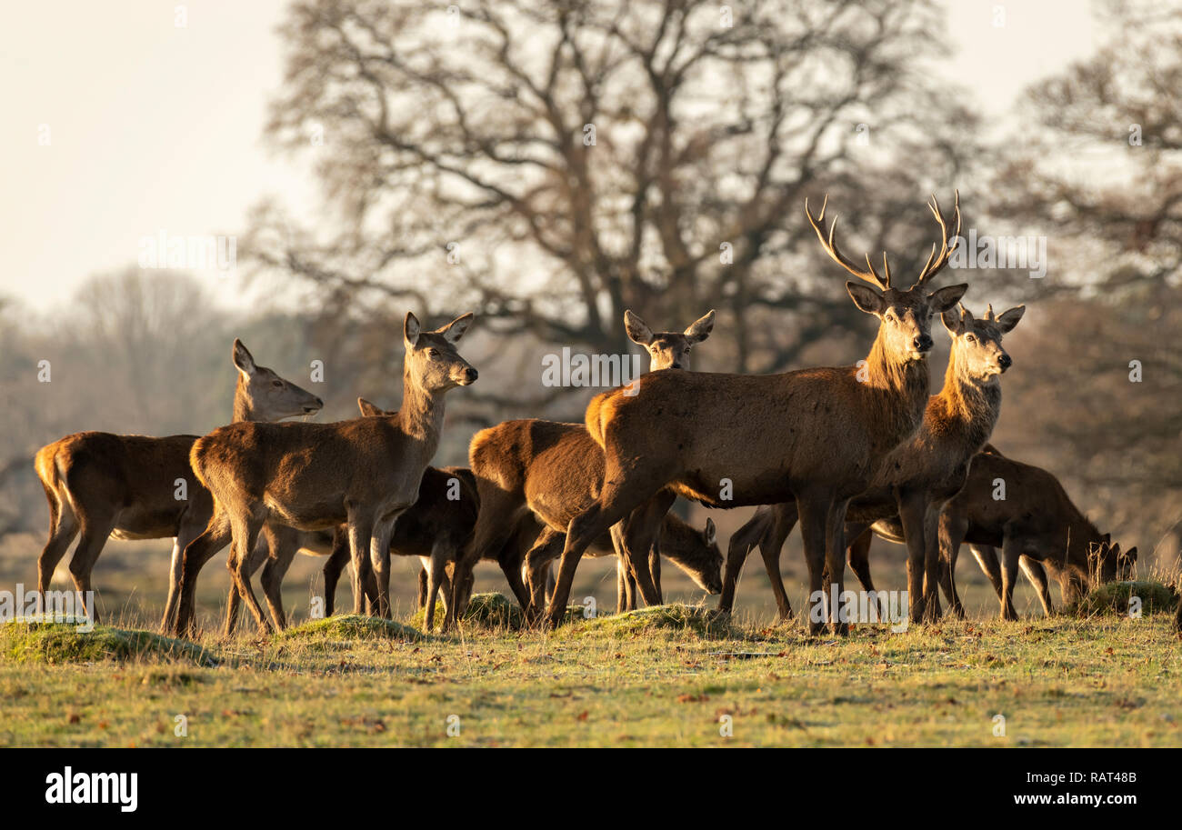 Berkeley Deer Park High Resolution Stock Photography and Images - Alamy