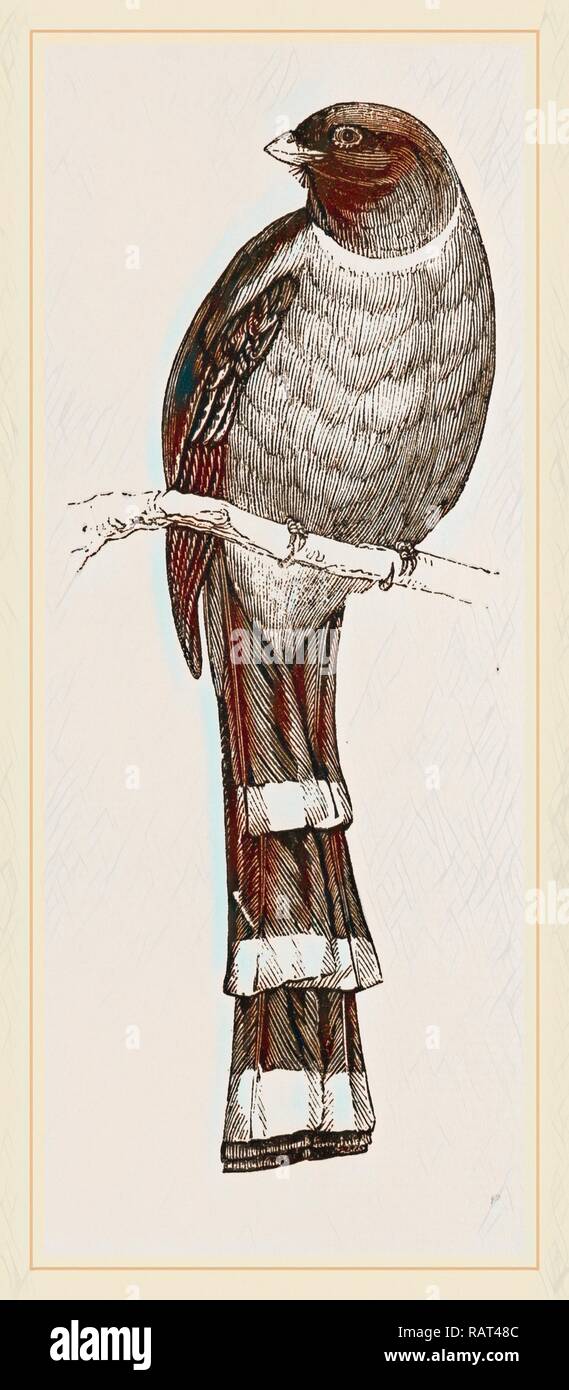 Mexican Trogon. Reimagined by Gibon. Classic art with a modern twist ...