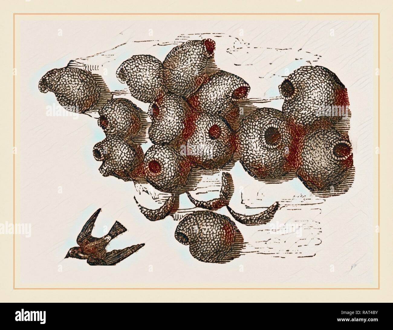 Ness of the Chit-Swallow. Reimagined by Gibon. Classic art with a ...