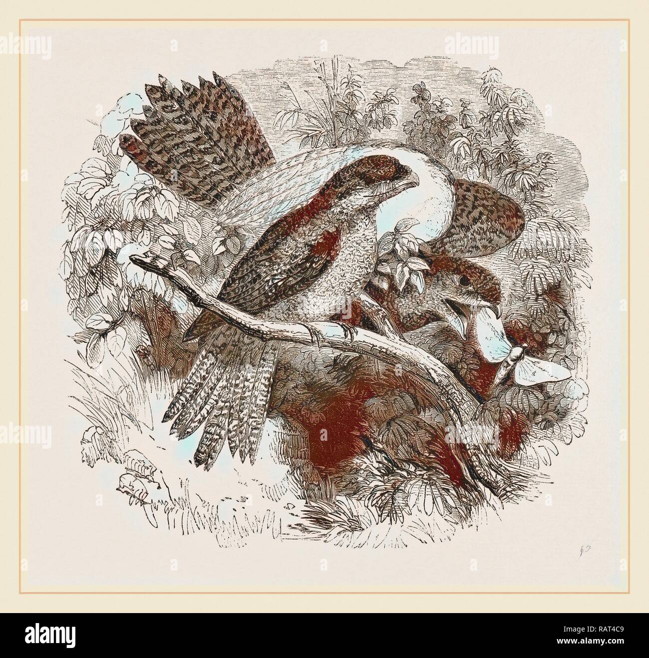 Papuan Podargus. Reimagined by Gibon. Classic art with a modern twist ...