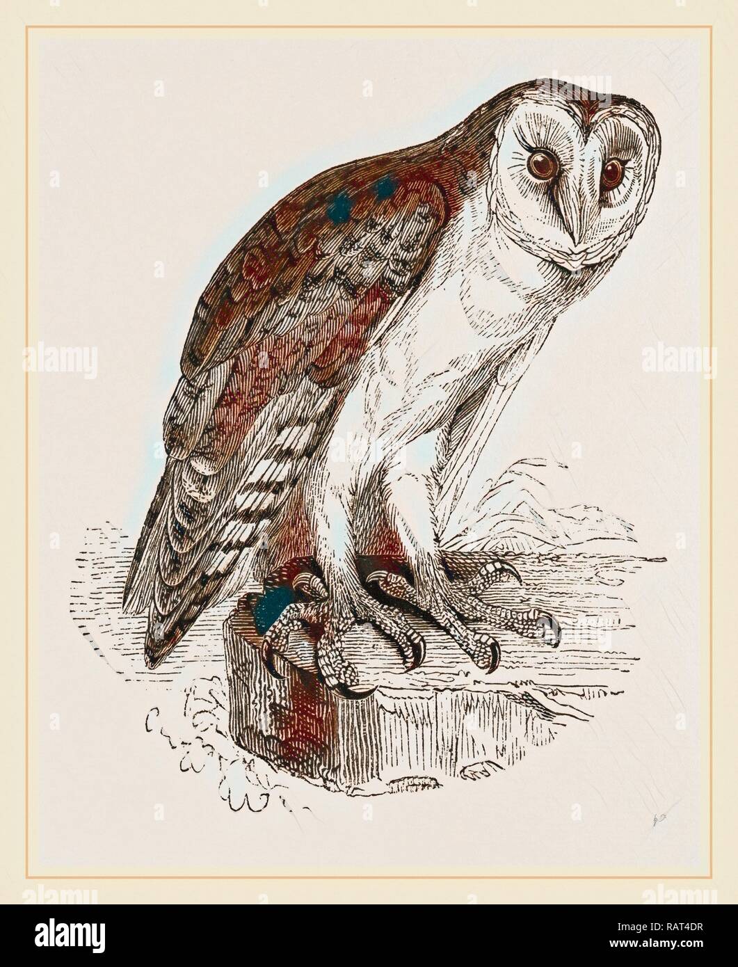 Barn-Owl. Reimagined by Gibon. Classic art with a modern twist ...