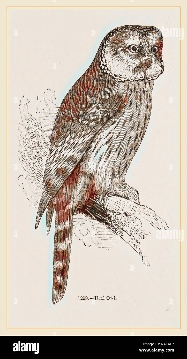 Ural Owl. Reimagined by Gibon. Classic art with a modern twist ...