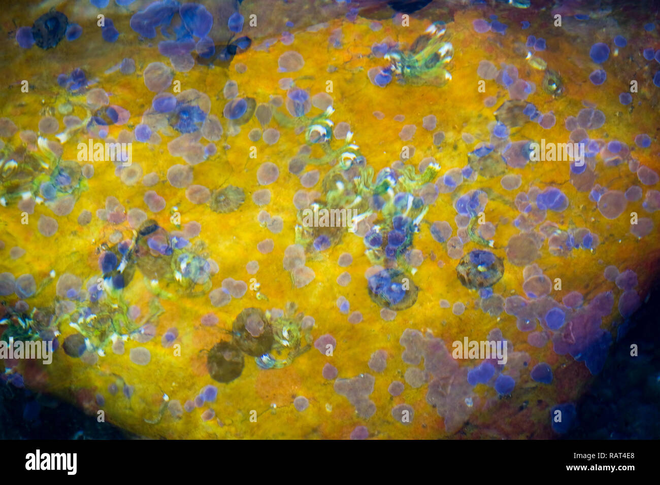 Amazing naturally yellow rock with bright blue odd markings at the ...