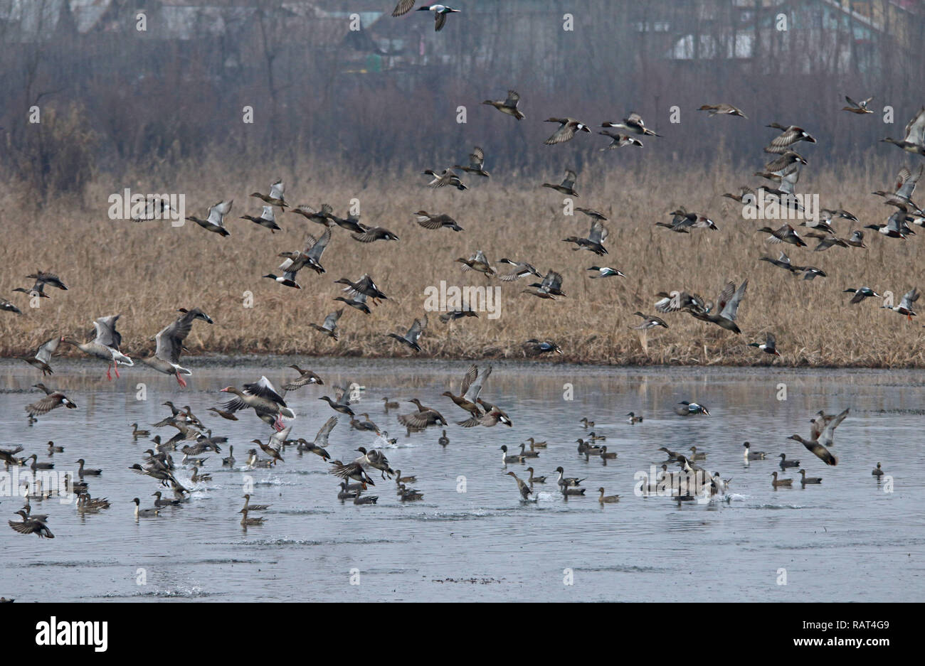 Hokersar hi-res stock photography and images - Alamy