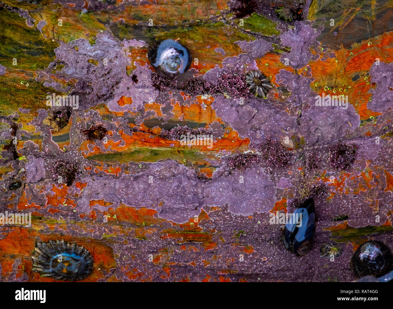 Wonderful bright colours in Cornish rocks and rock pools make by ...