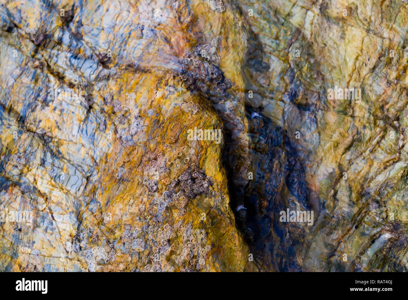 Wonderful bright colours in Cornish rocks and rock pools presented as ...
