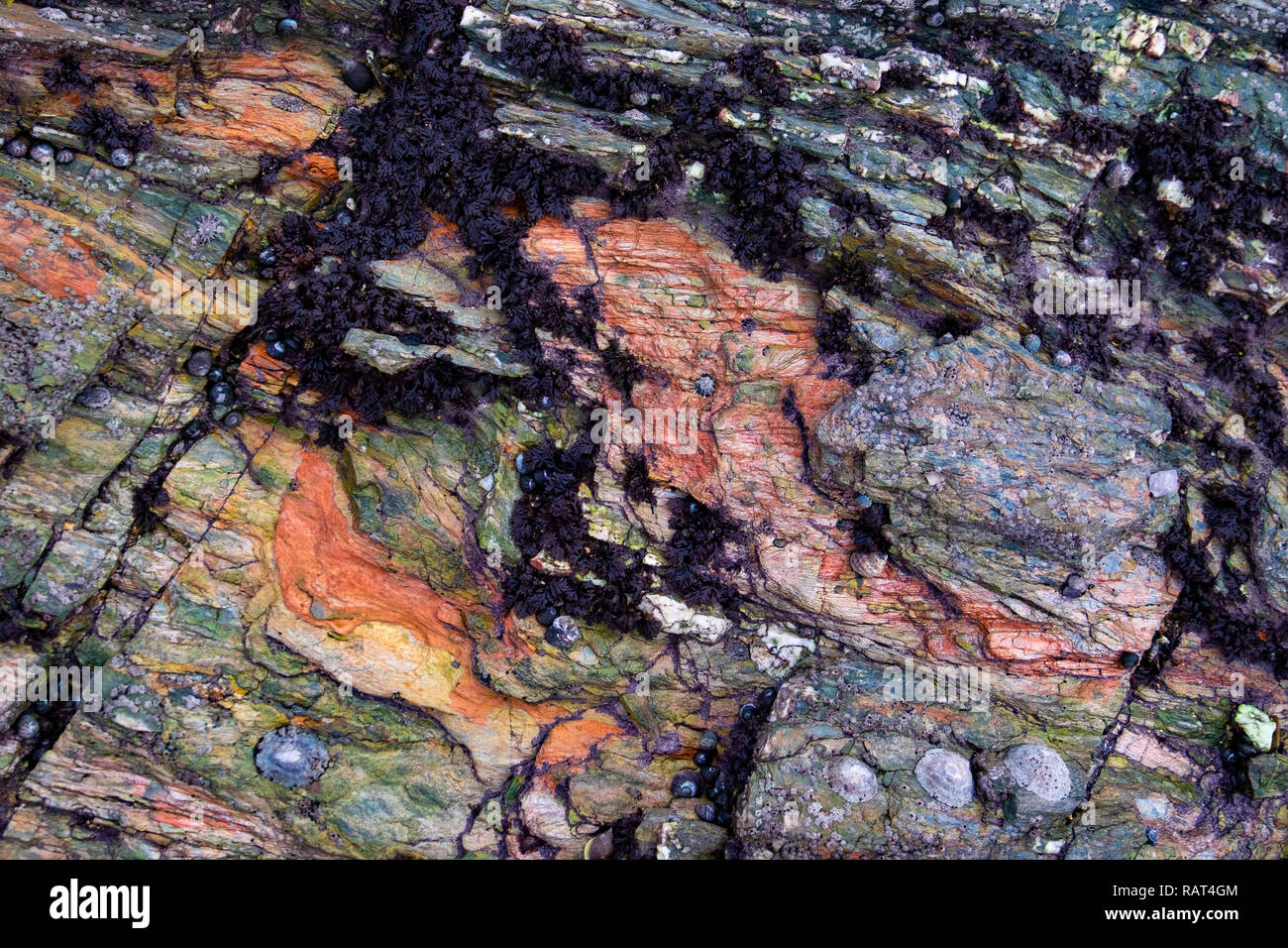 Wonderful bright colours in Cornish rocks and rock pools presented as ...