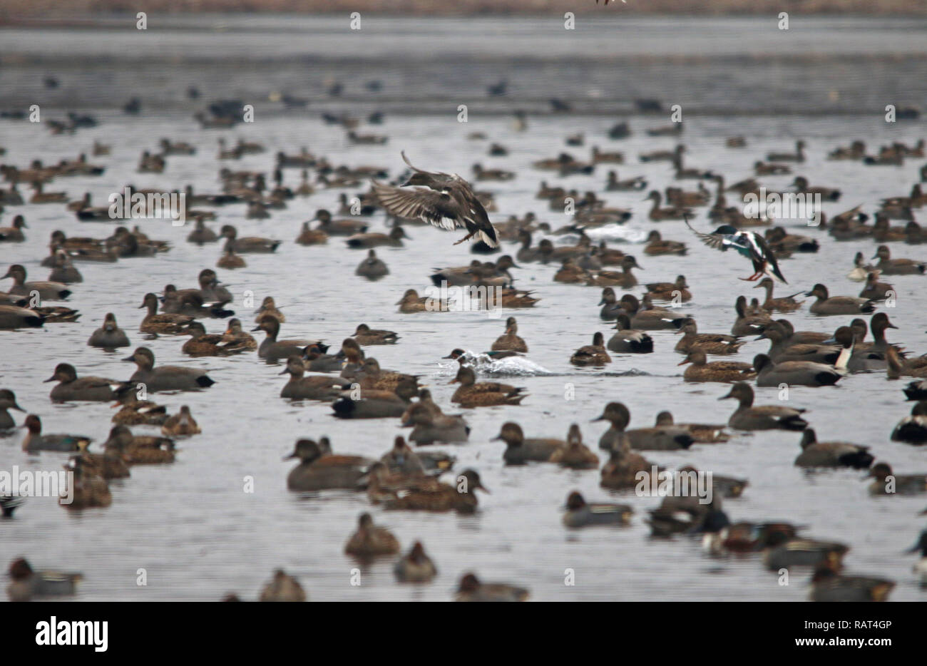 Hokersar hi-res stock photography and images - Alamy
