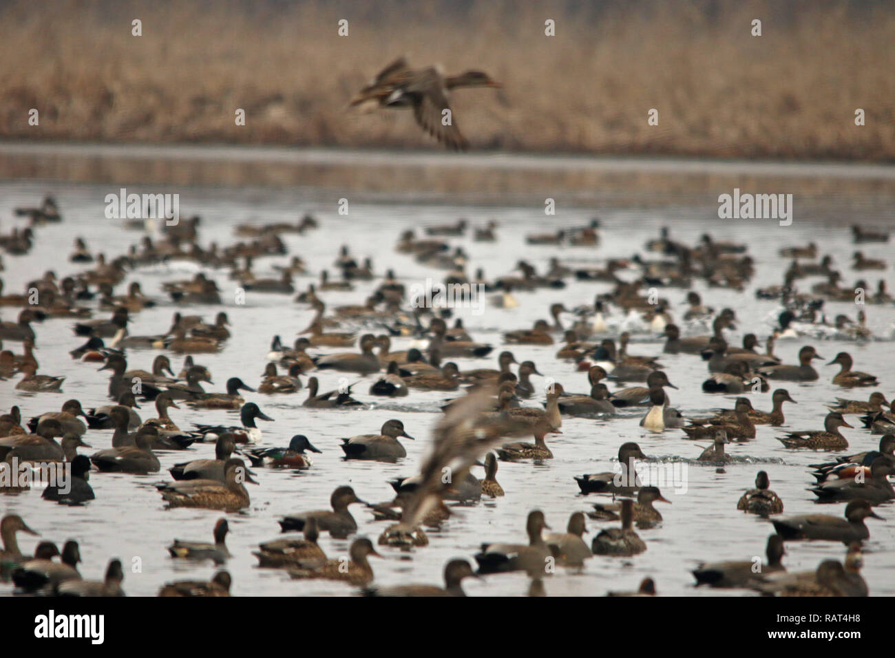 Hokersar hi-res stock photography and images - Alamy