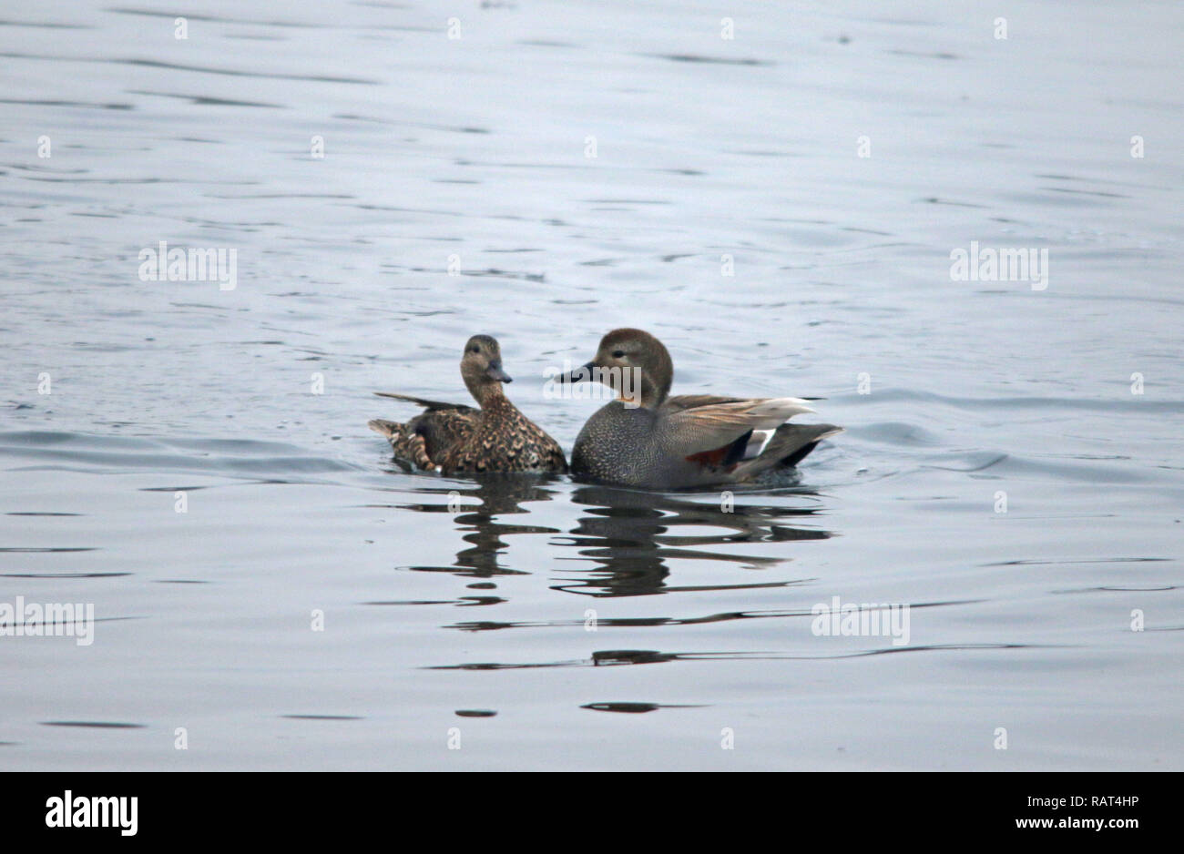 Hokersar hi-res stock photography and images - Alamy