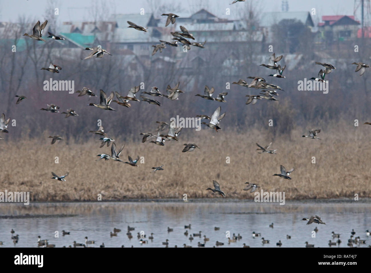 Hokersar hi-res stock photography and images - Alamy