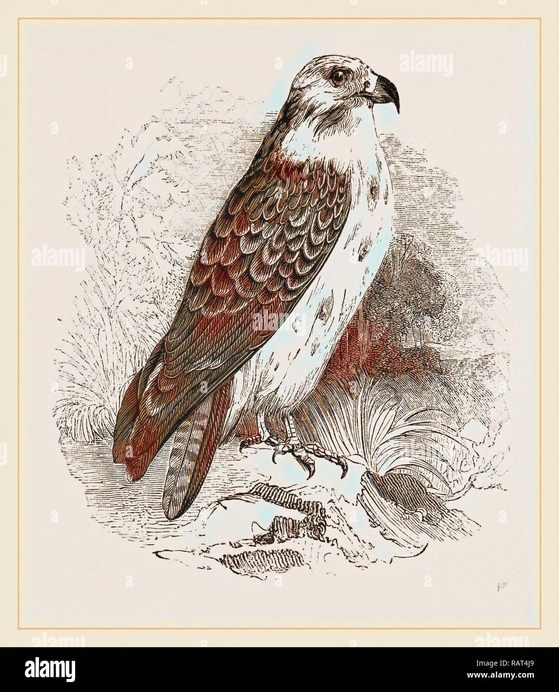Buzzard. Reimagined by Gibon. Classic art with a modern twist ...