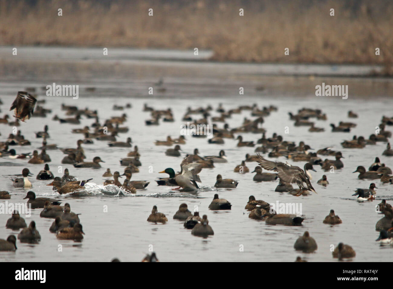 Hokersar hi-res stock photography and images - Alamy