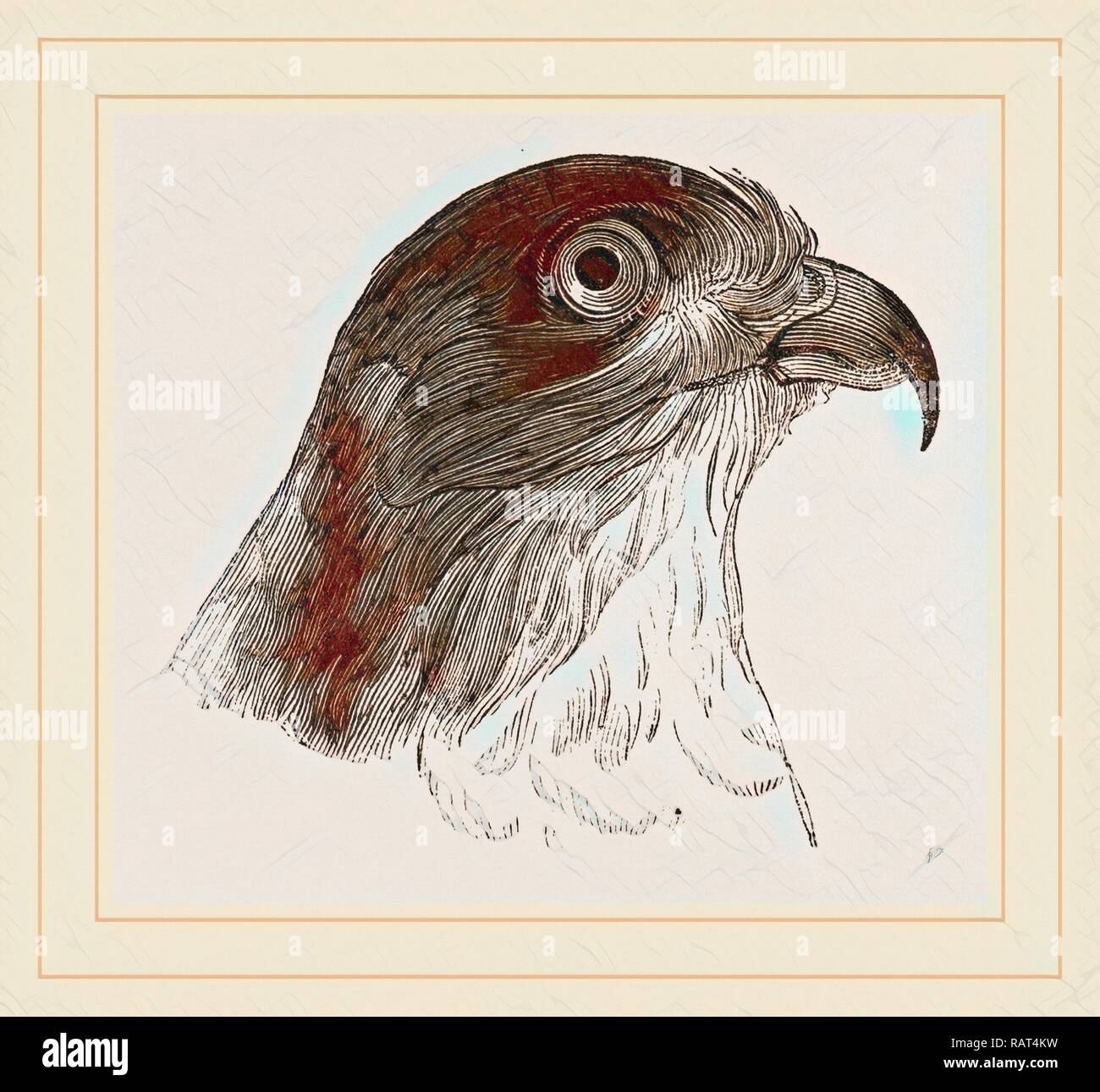 Head of Sparrow-Hawk. Reimagined by Gibon. Classic art with a modern ...