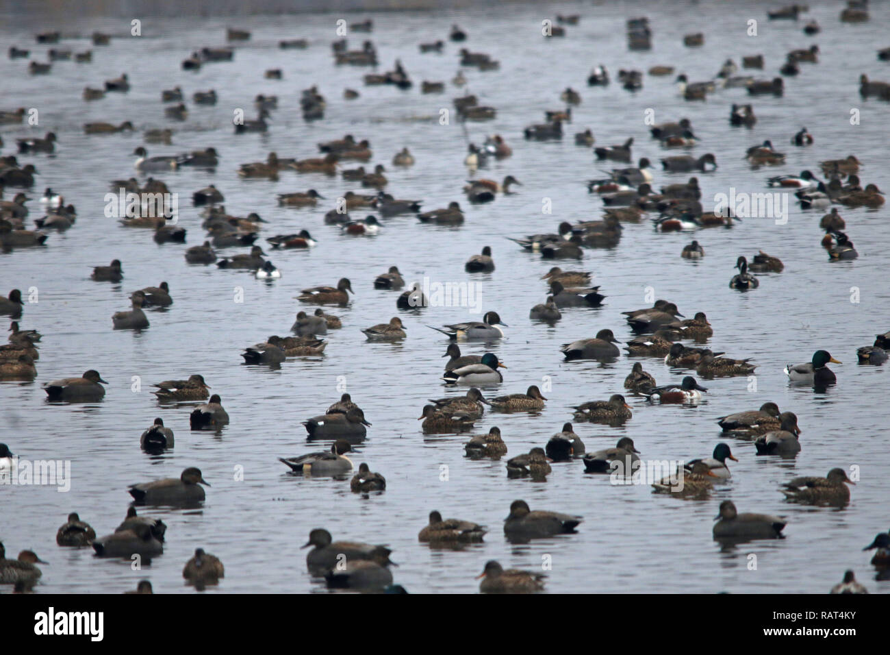 Hokersar hi-res stock photography and images - Alamy