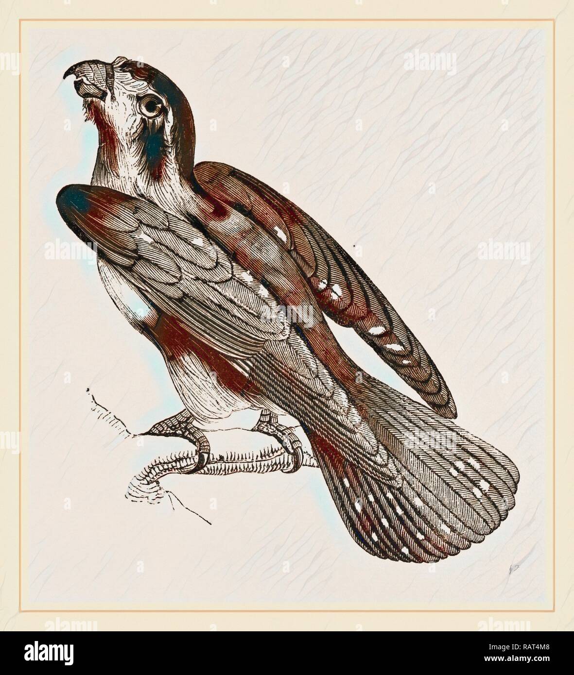Bengal Falcon. Reimagined by Gibon. Classic art with a modern twist ...