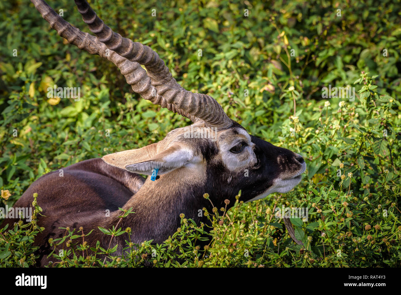Grassland blackbuck national park hi-res stock photography and images ...