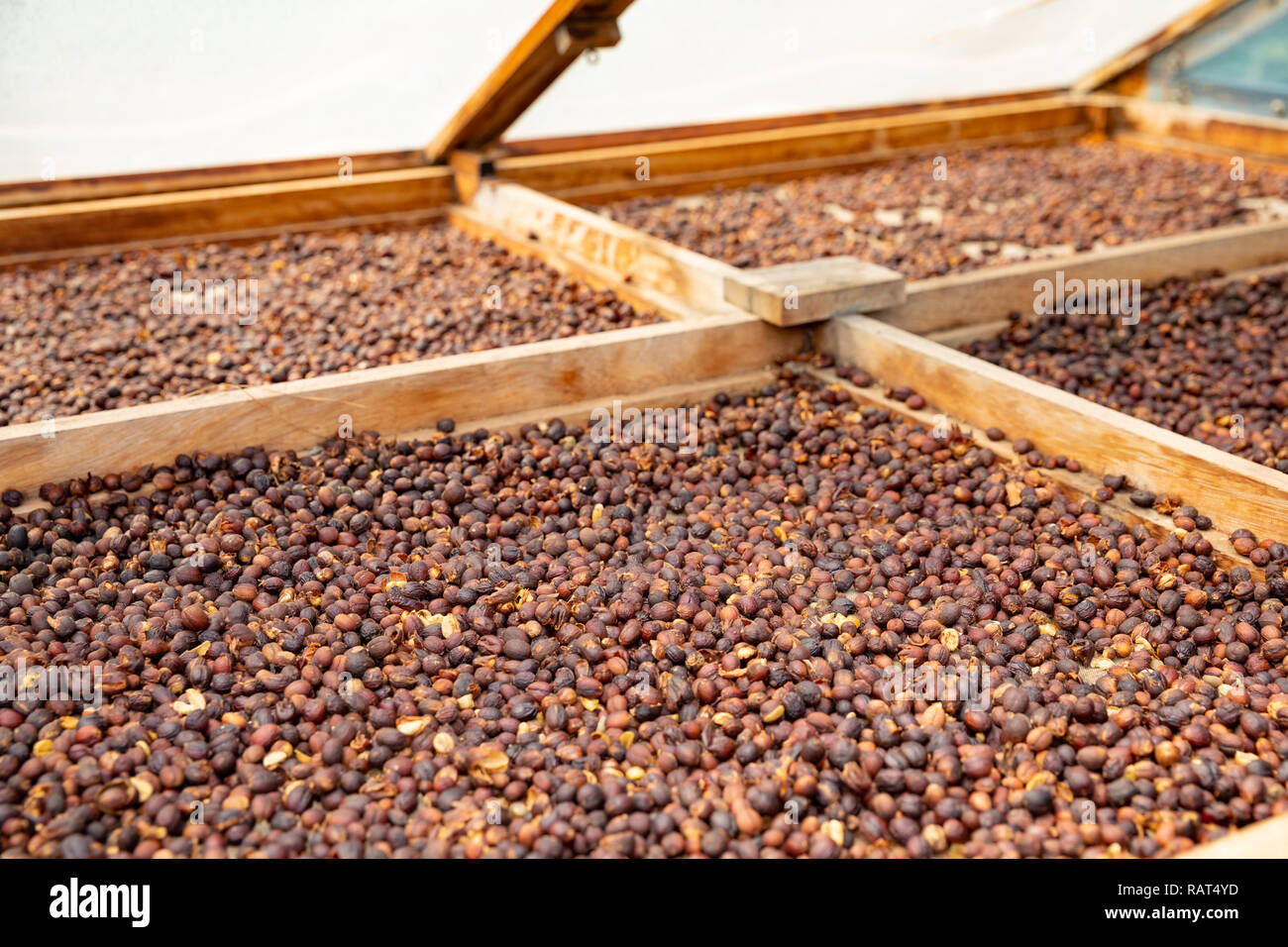 Bean drying hi-res stock photography and images - Alamy