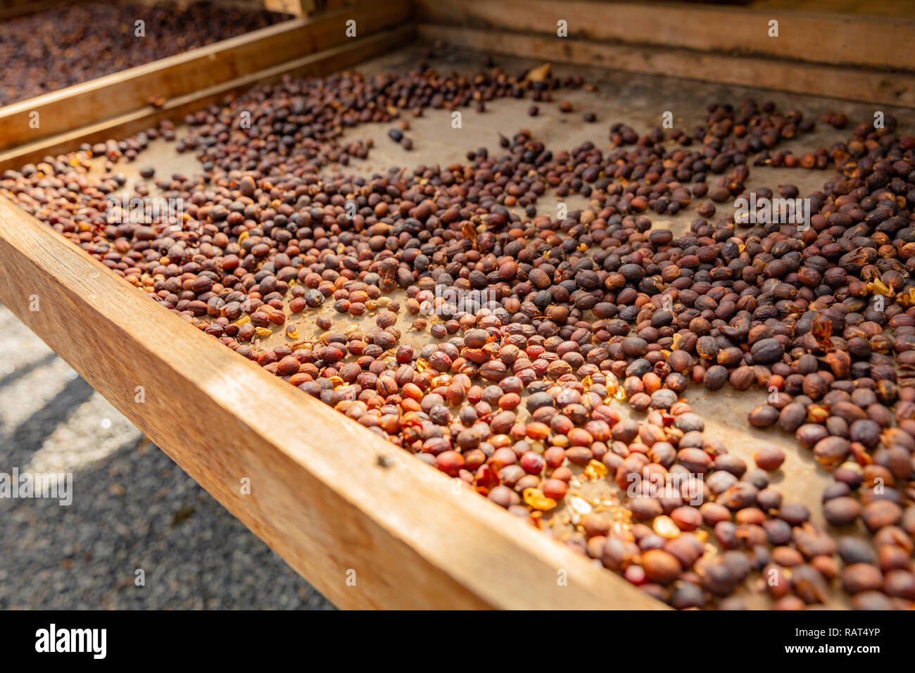Drying coffee berries hi-res stock photography and images - Alamy