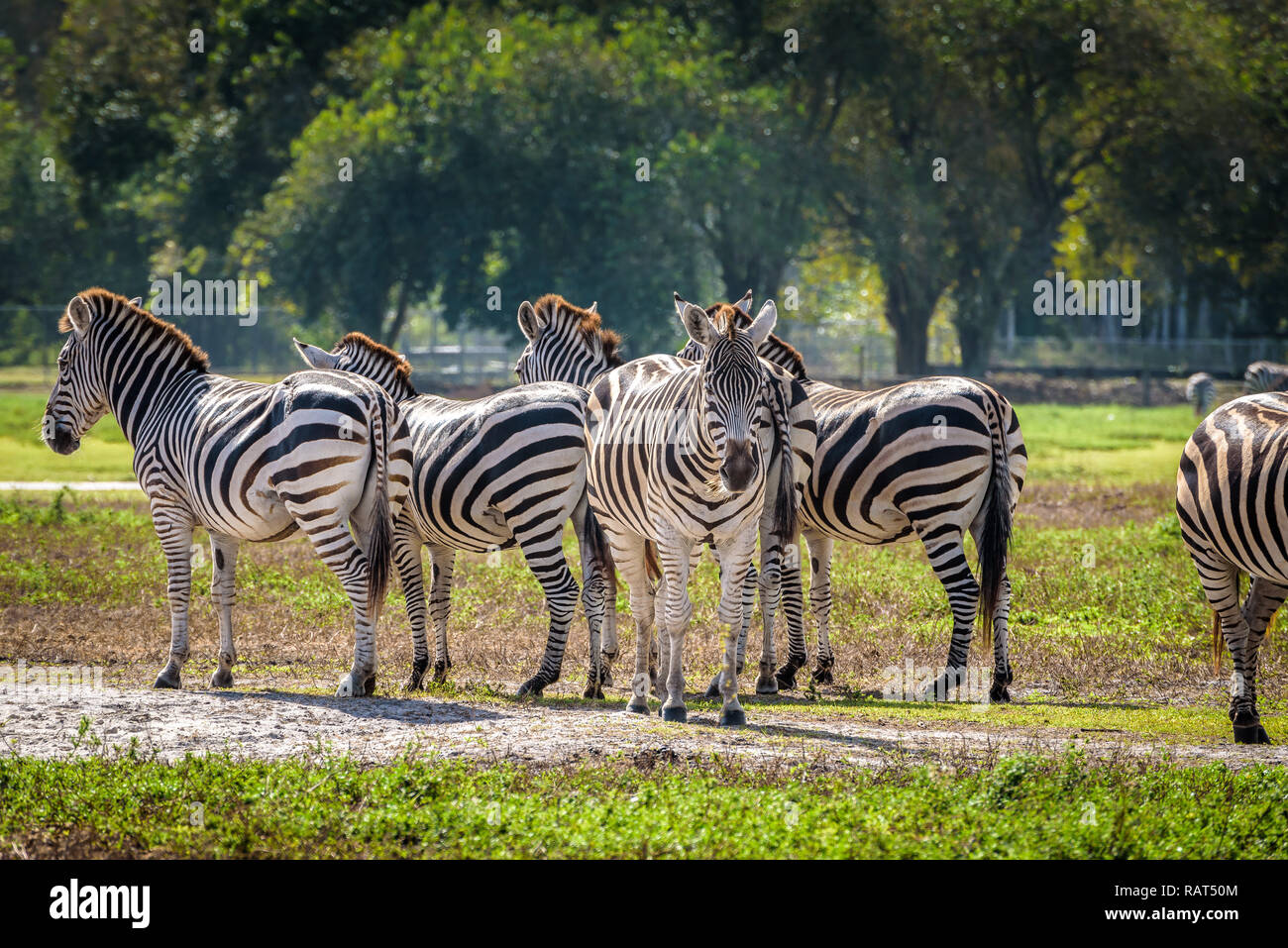 Close up of a pack of zebras, some looking at camera Stock Photo - Alamy