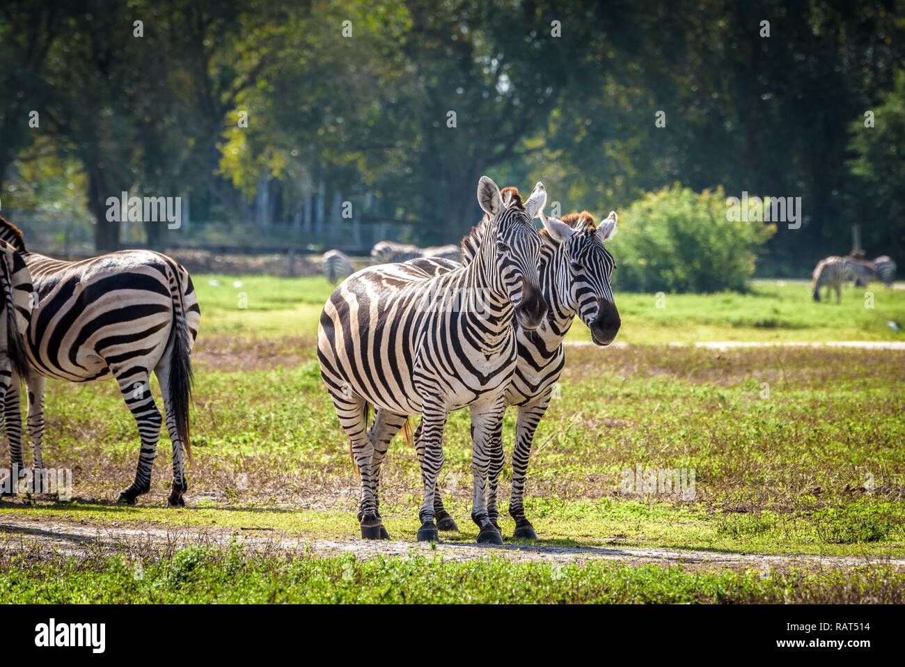 Close up of a pack of zebras, some looking at camera Stock Photo - Alamy