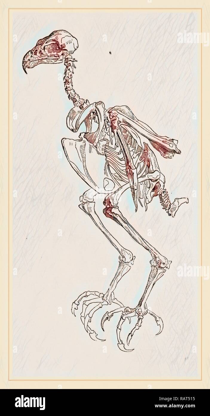 Skeleton of Hawk. Reimagined by Gibon. Classic art with a modern twist ...