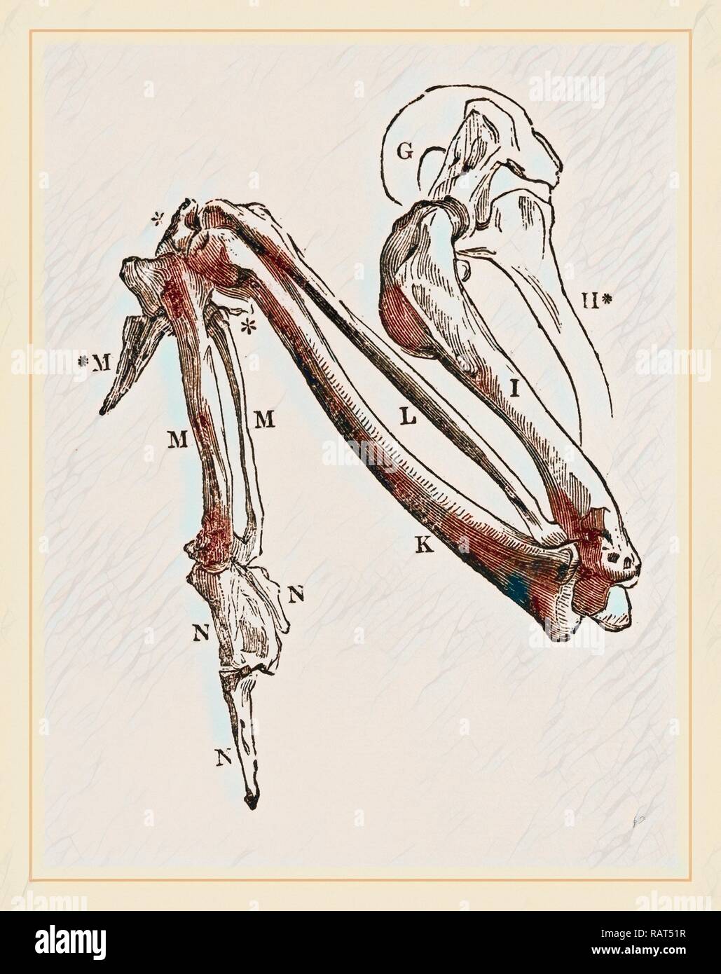 Bones of Hawk's Wing. Reimagined by Gibon. Classic art with a modern ...