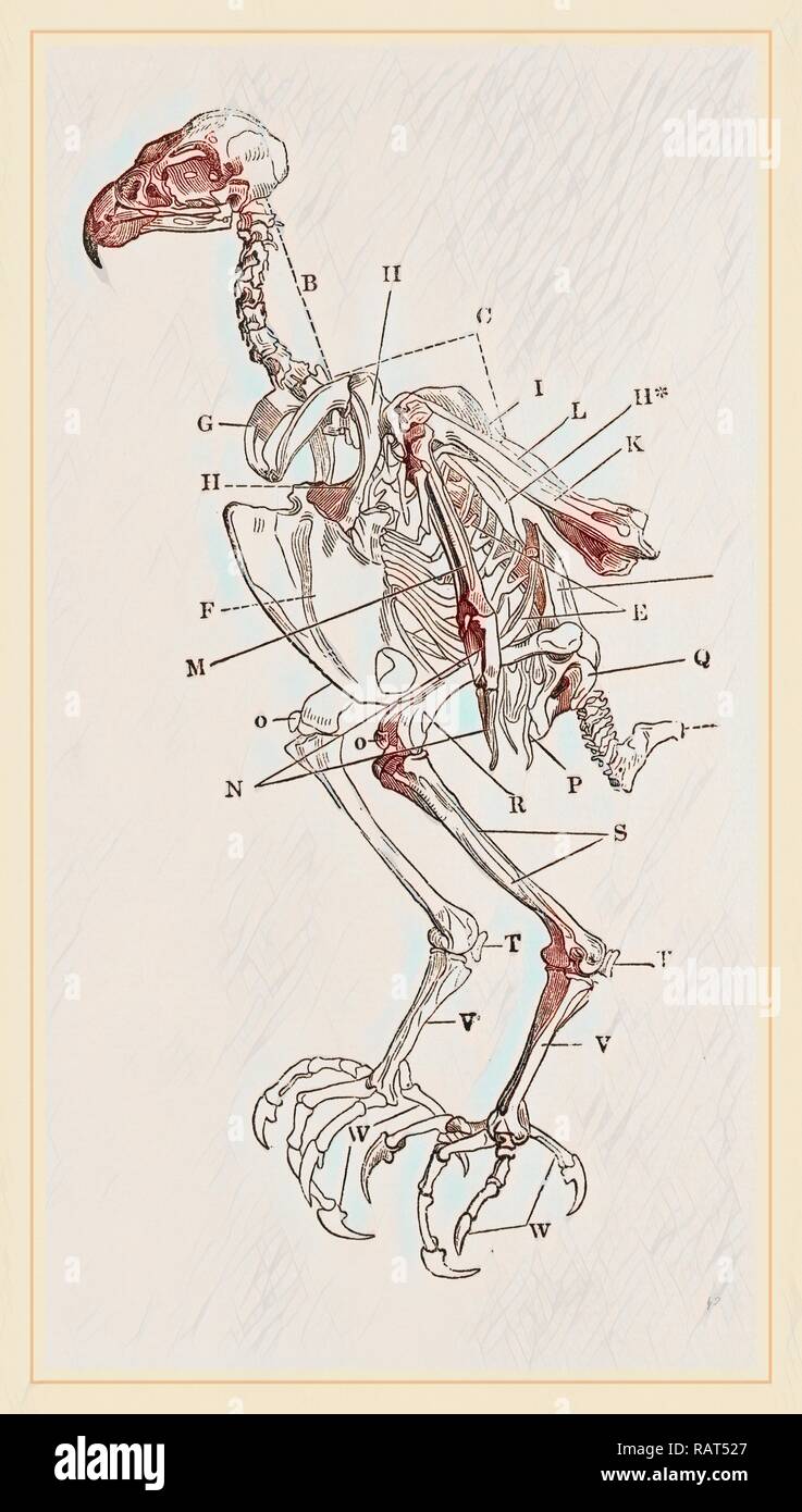 Skeleton of Hawk. Reimagined by Gibon. Classic art with a modern twist ...