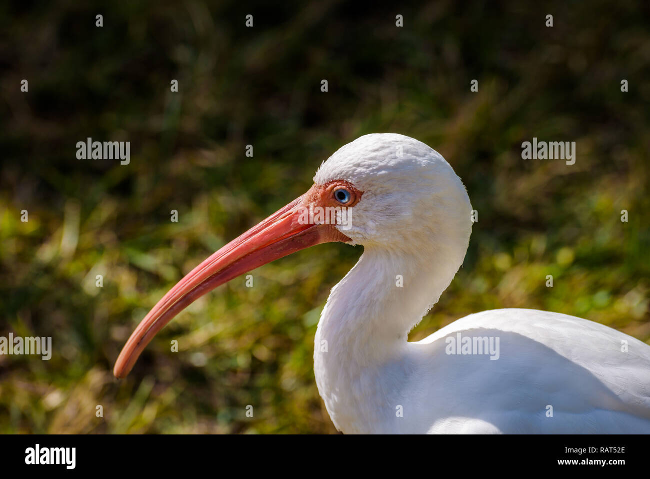 Extreme close up portrait of an American white ibis (Eudocimus albus ...