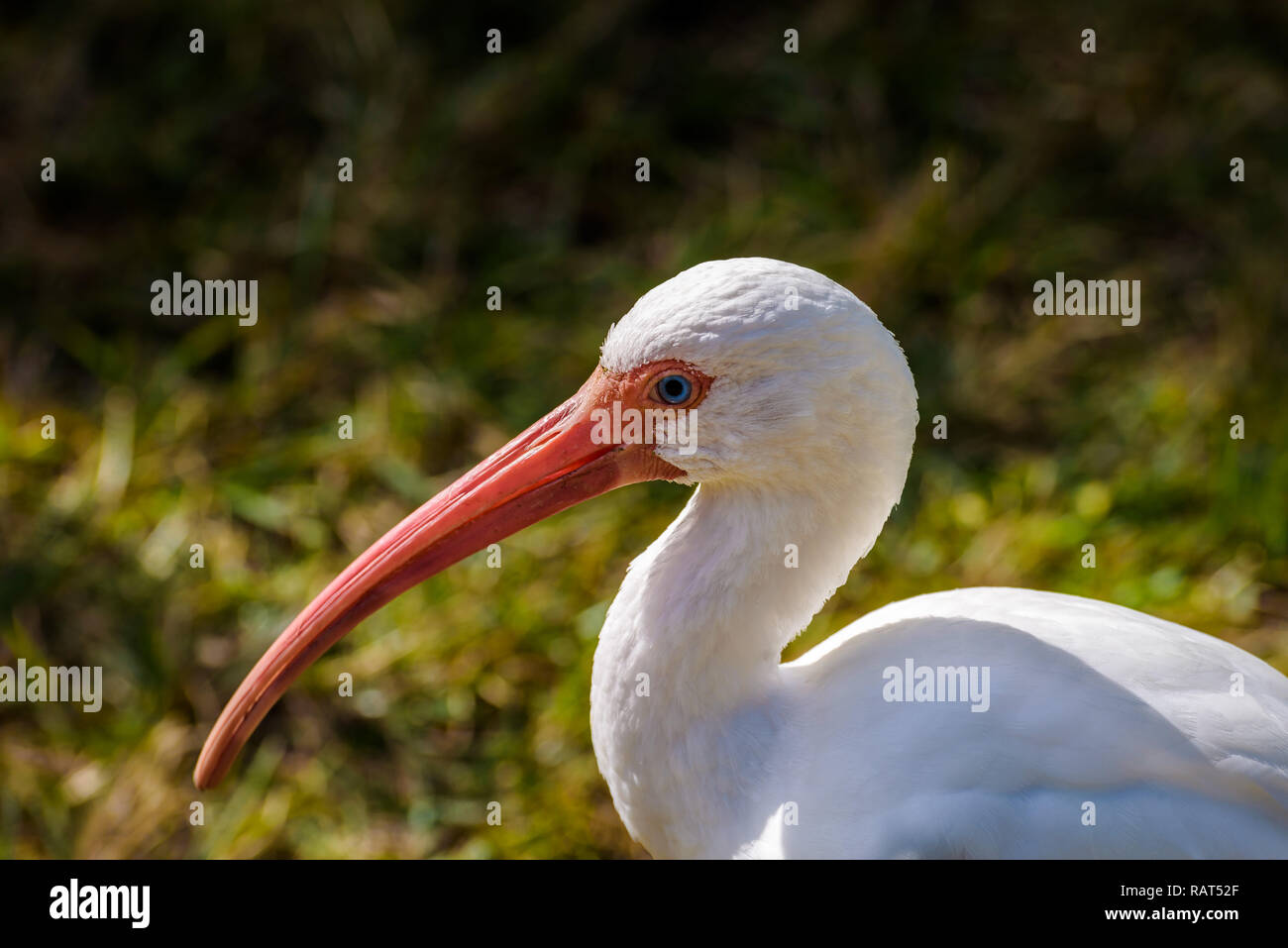 Extreme close up portrait of an American white ibis (Eudocimus albus ...
