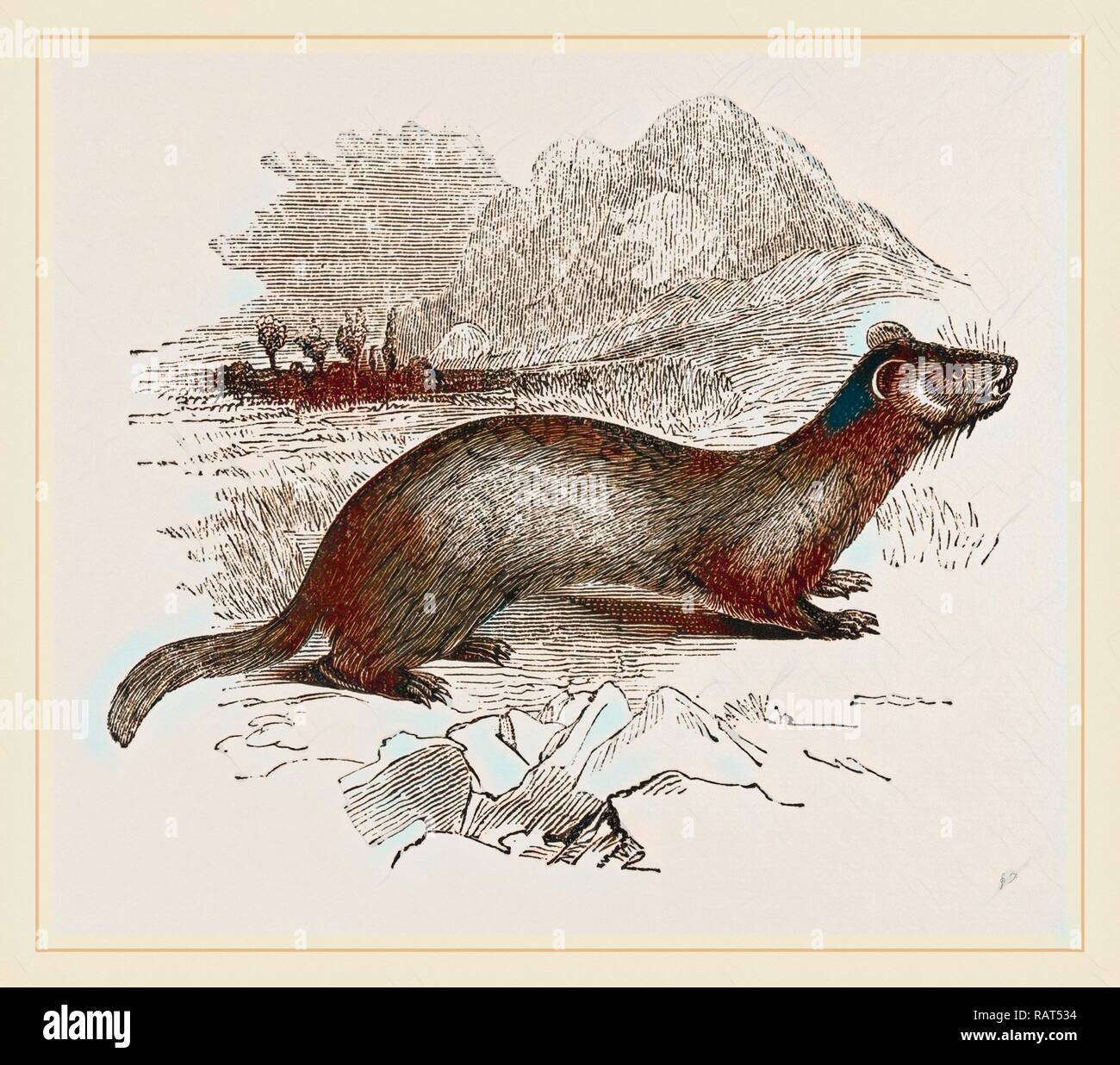 Polecat. Reimagined by Gibon. Classic art with a modern twist ...