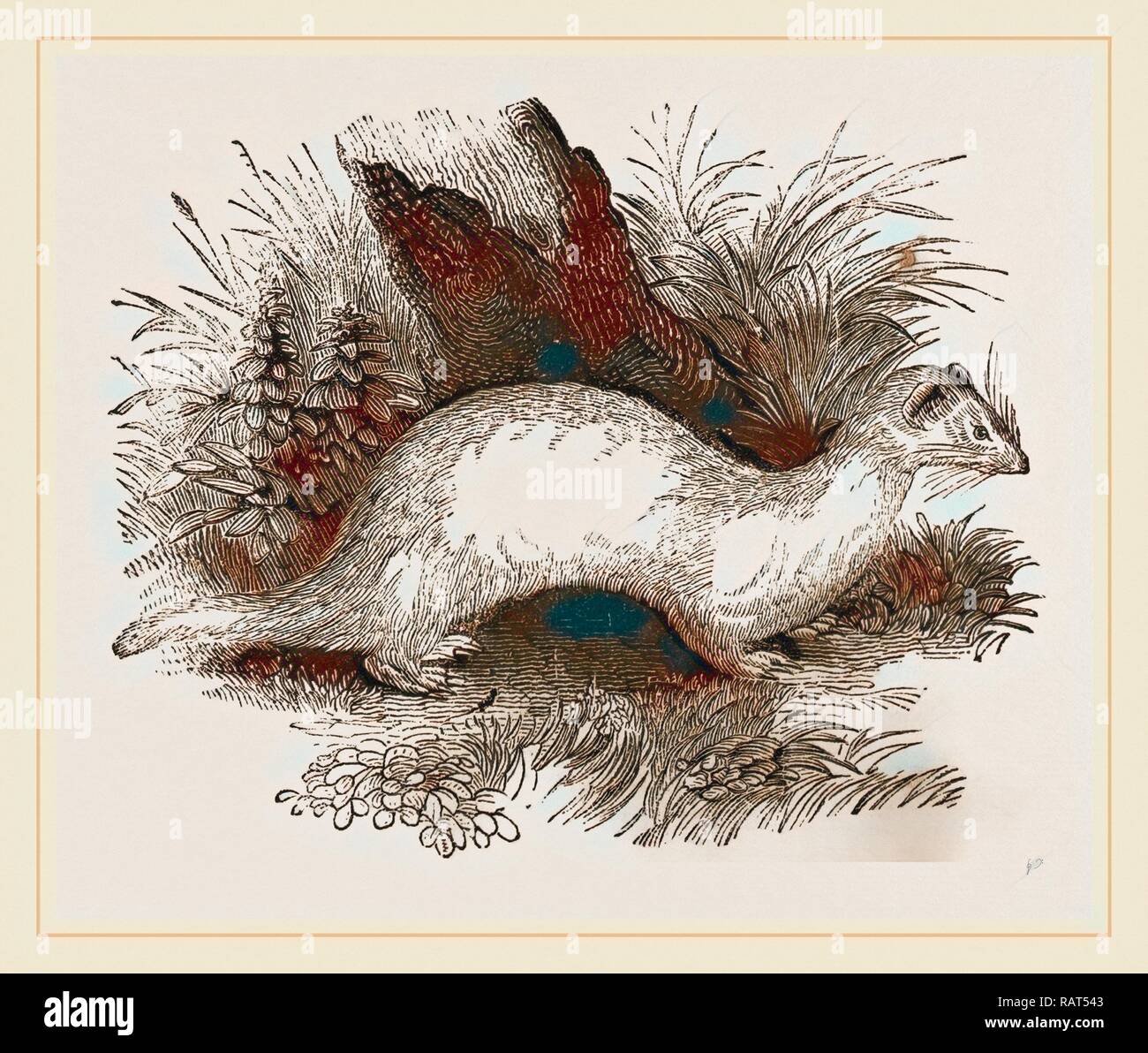 Ferret. Reimagined by Gibon. Classic art with a modern twist reimagined ...