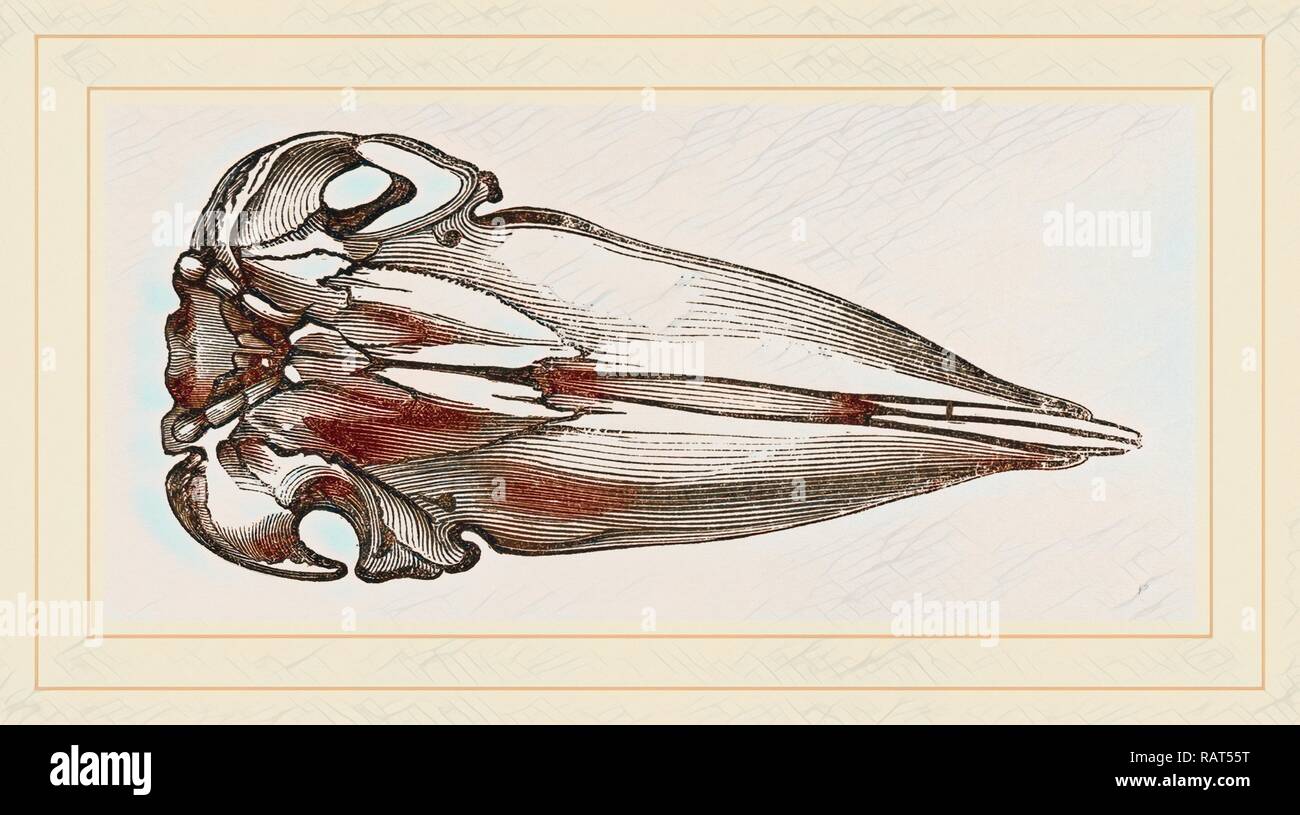 Skull of Spermaceti Whale seen from below. Reimagined by Gibon. Classic ...