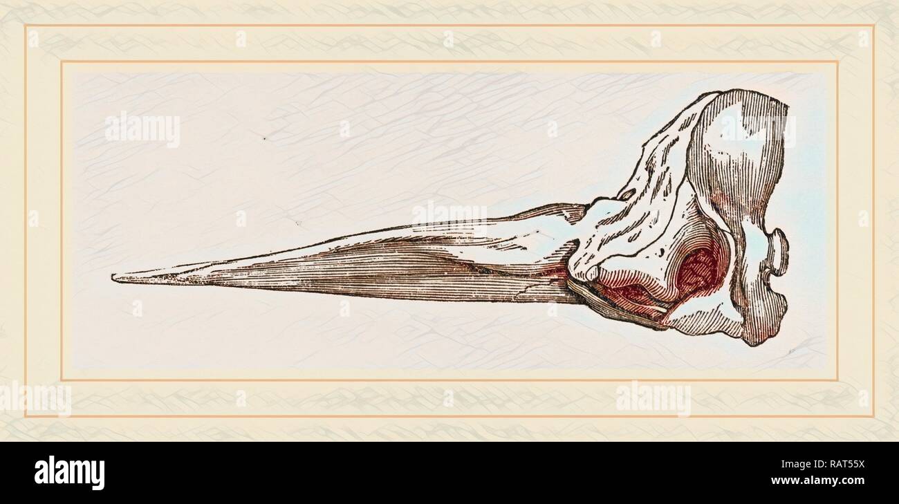 Skull of Spermaceti Whale in profile. Reimagined by Gibon. Classic art ...