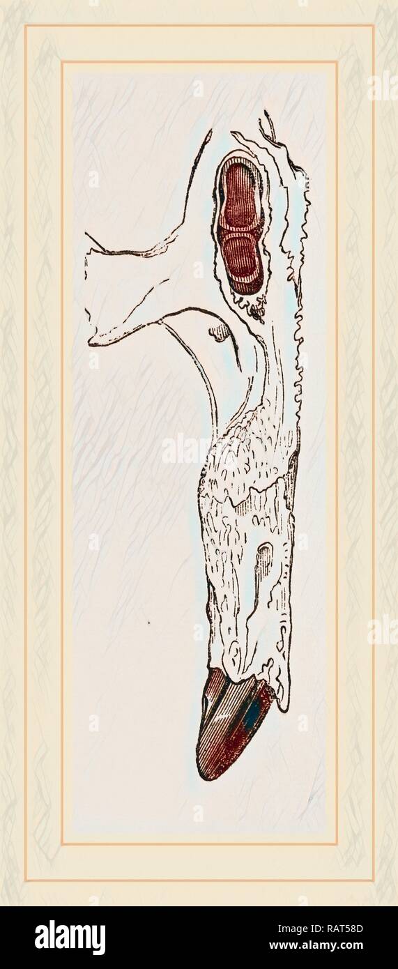 Teeth of Dugong. Reimagined by Gibon. Classic art with a modern twist ...