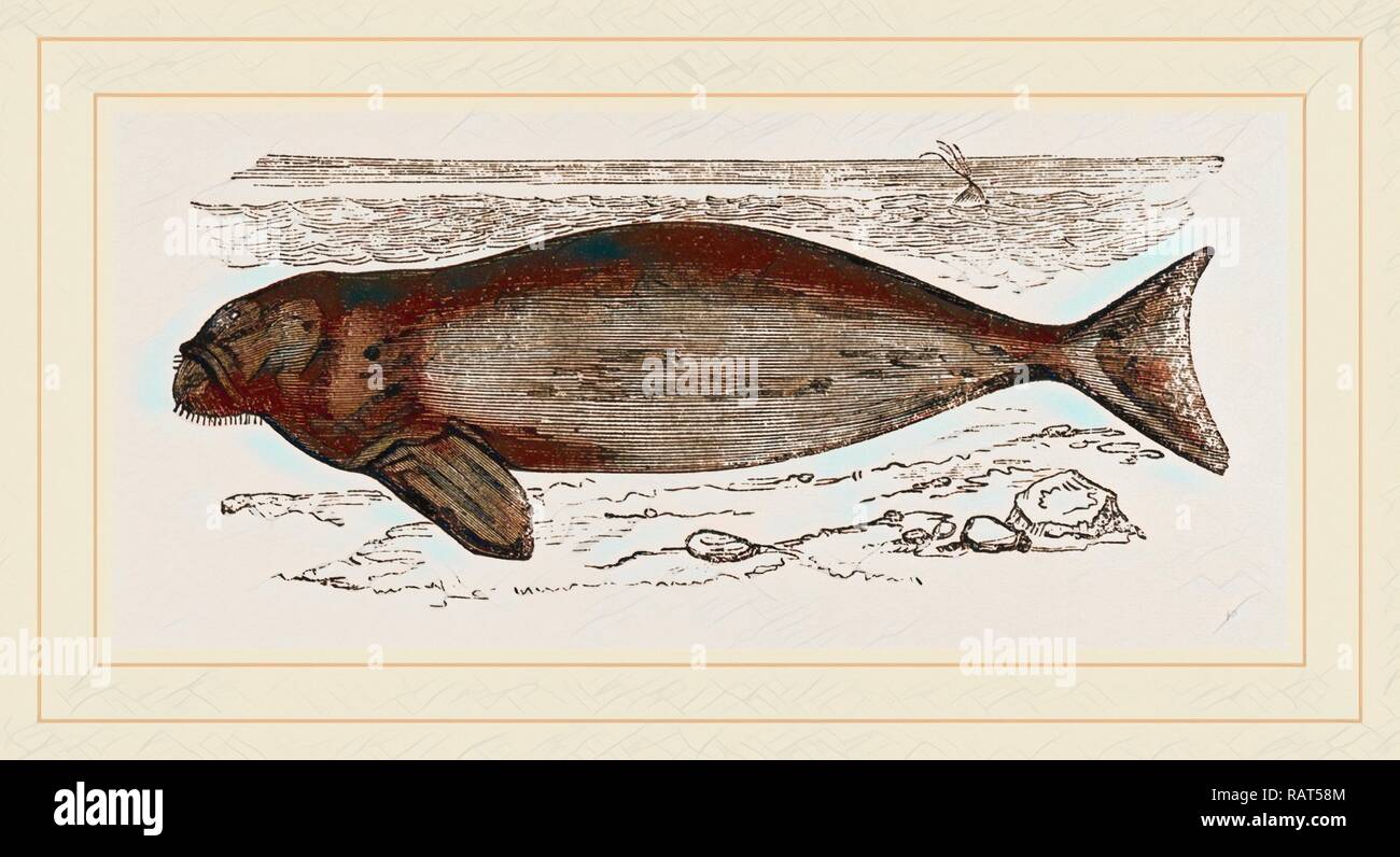 Dugong. Reimagined by Gibon. Classic art with a modern twist reimagined ...