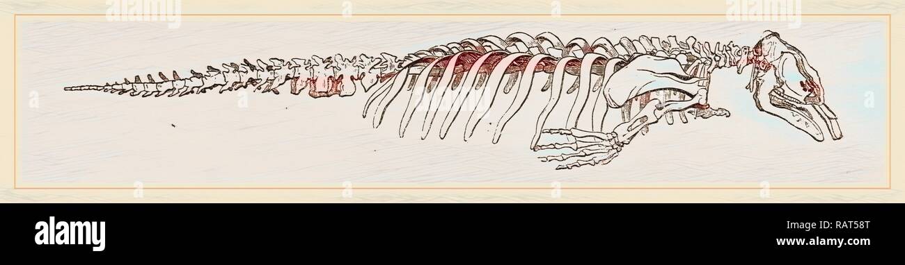 Skeleton of Manatee. Reimagined by Gibon. Classic art with a modern ...