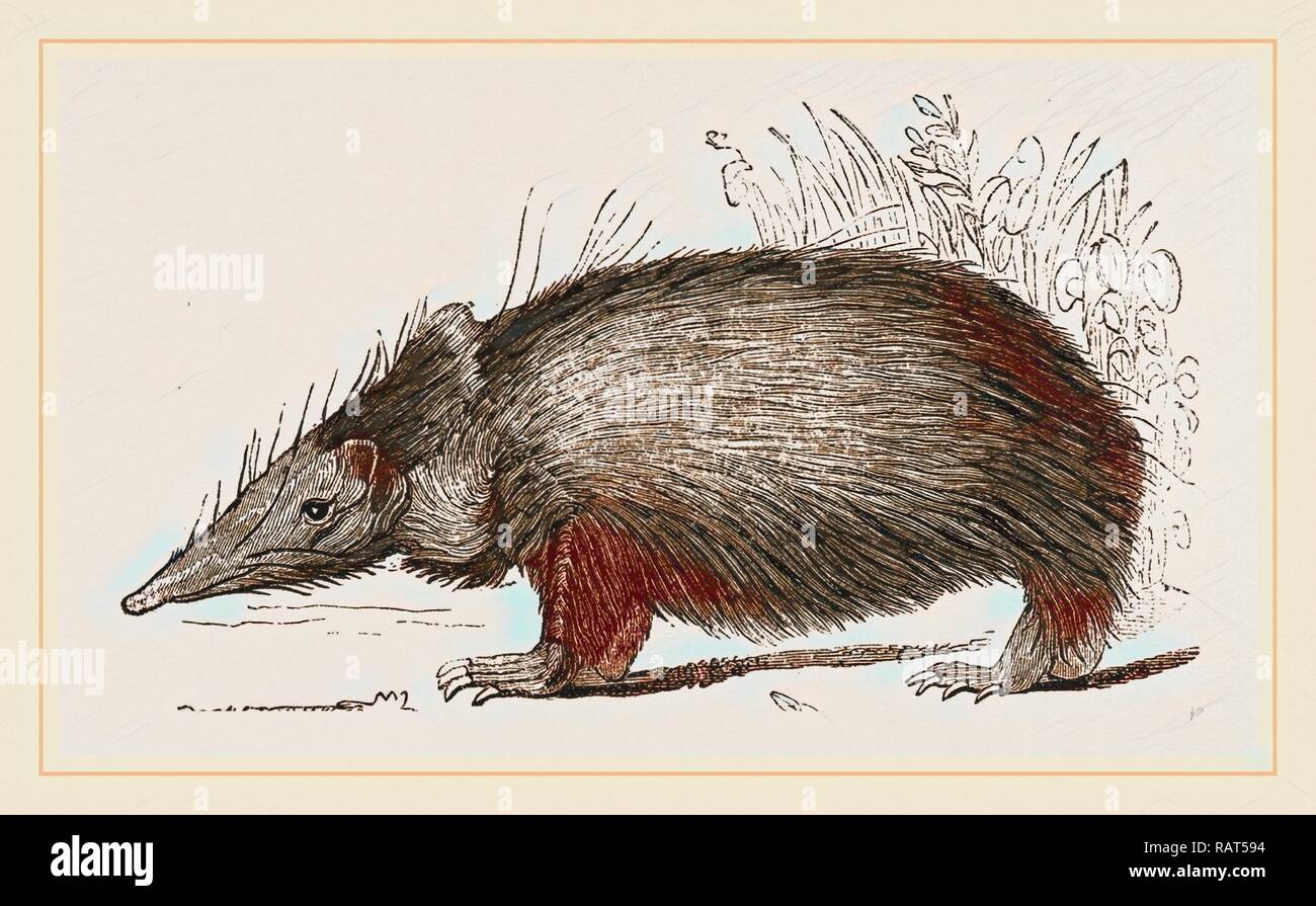 Tenrec. Reimagined by Gibon. Classic art with a modern twist reimagined ...