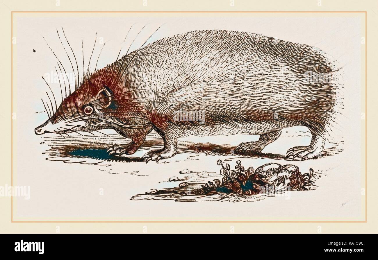 Spiny Tenrec. Reimagined by Gibon. Classic art with a modern twist ...