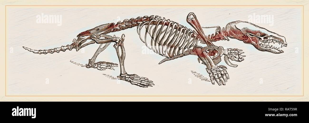 Skeleton of Mole. Reimagined by Gibon. Classic art with a modern twist ...