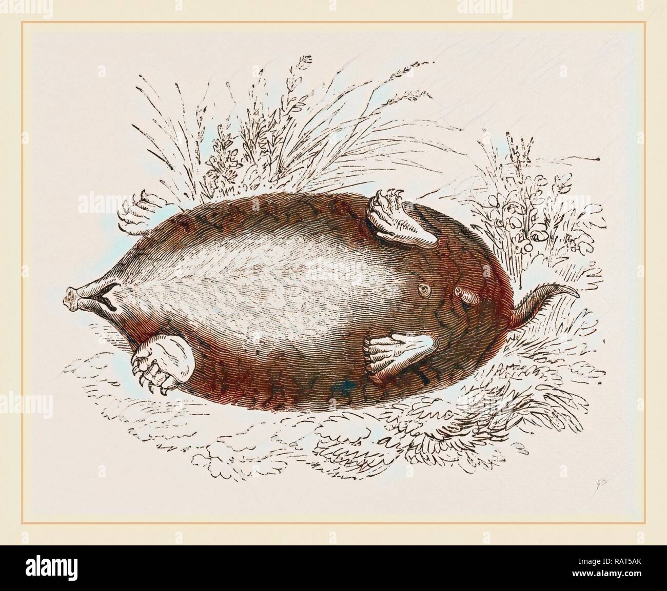 Shrew-Mole. Reimagined by Gibon. Classic art with a modern twist ...