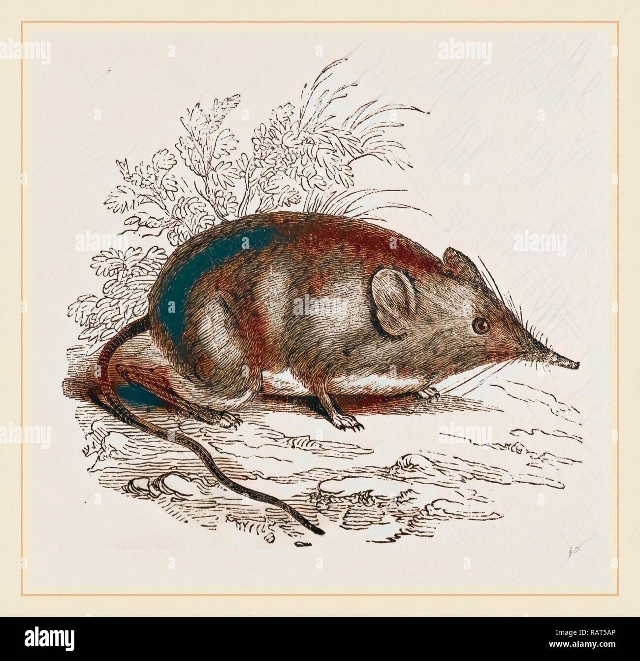 Cape Elephant-Shrew. Reimagined by Gibon. Classic art with a modern ...