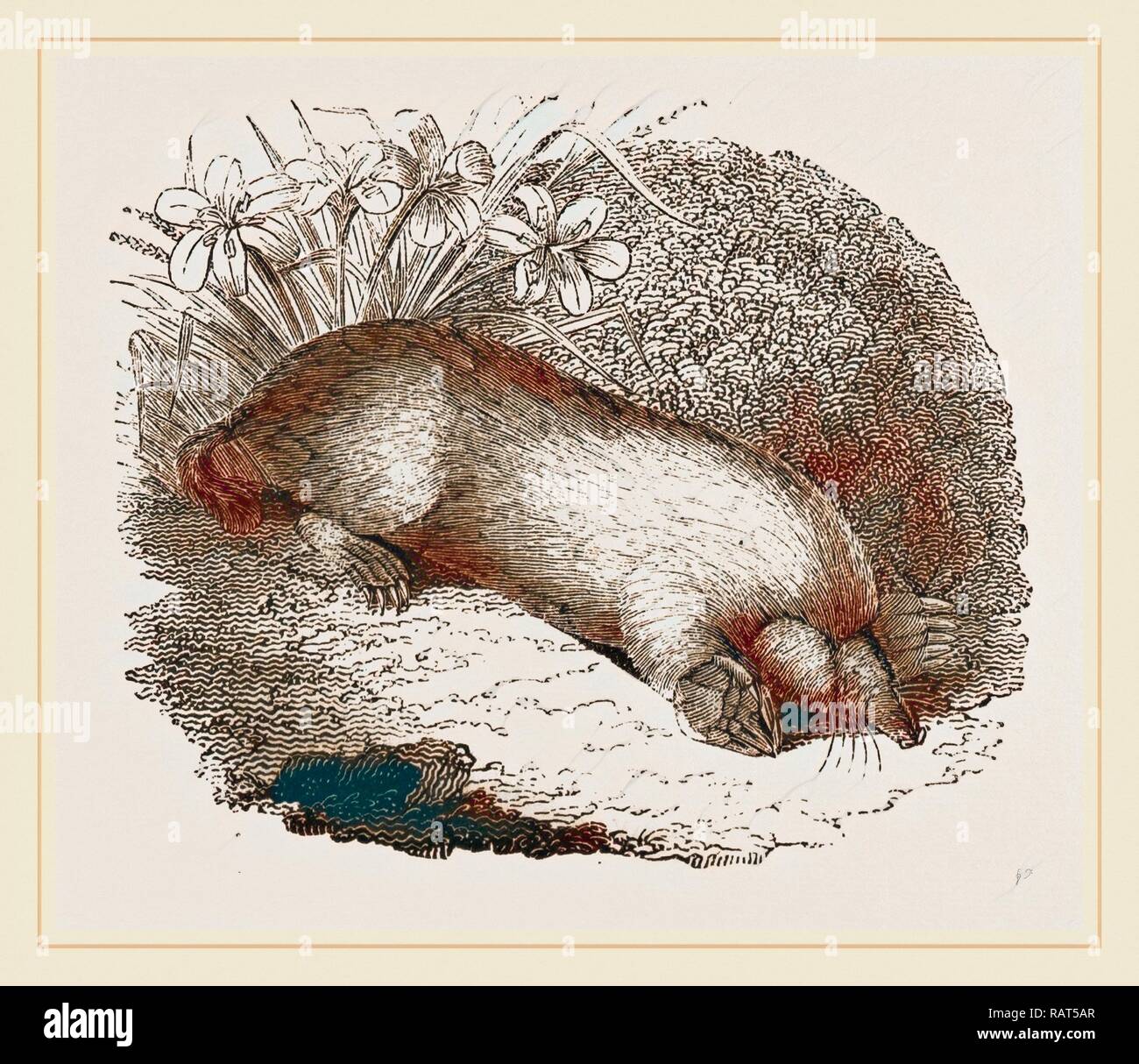 Mole. Reimagined by Gibon. Classic art with a modern twist reimagined ...