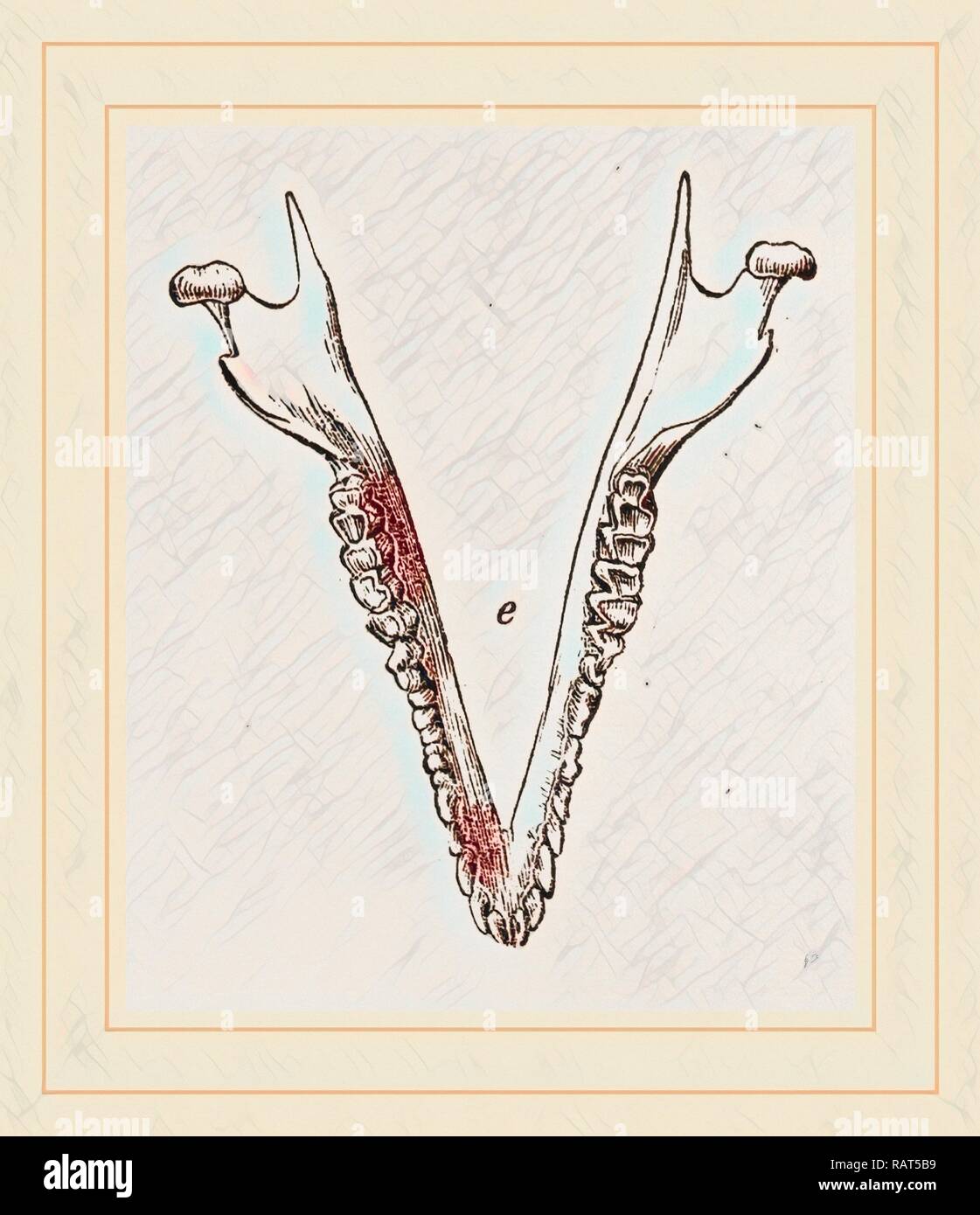 Teeth of Cape Elephant-Shrew. Reimagined by Gibon. Classic art with a ...