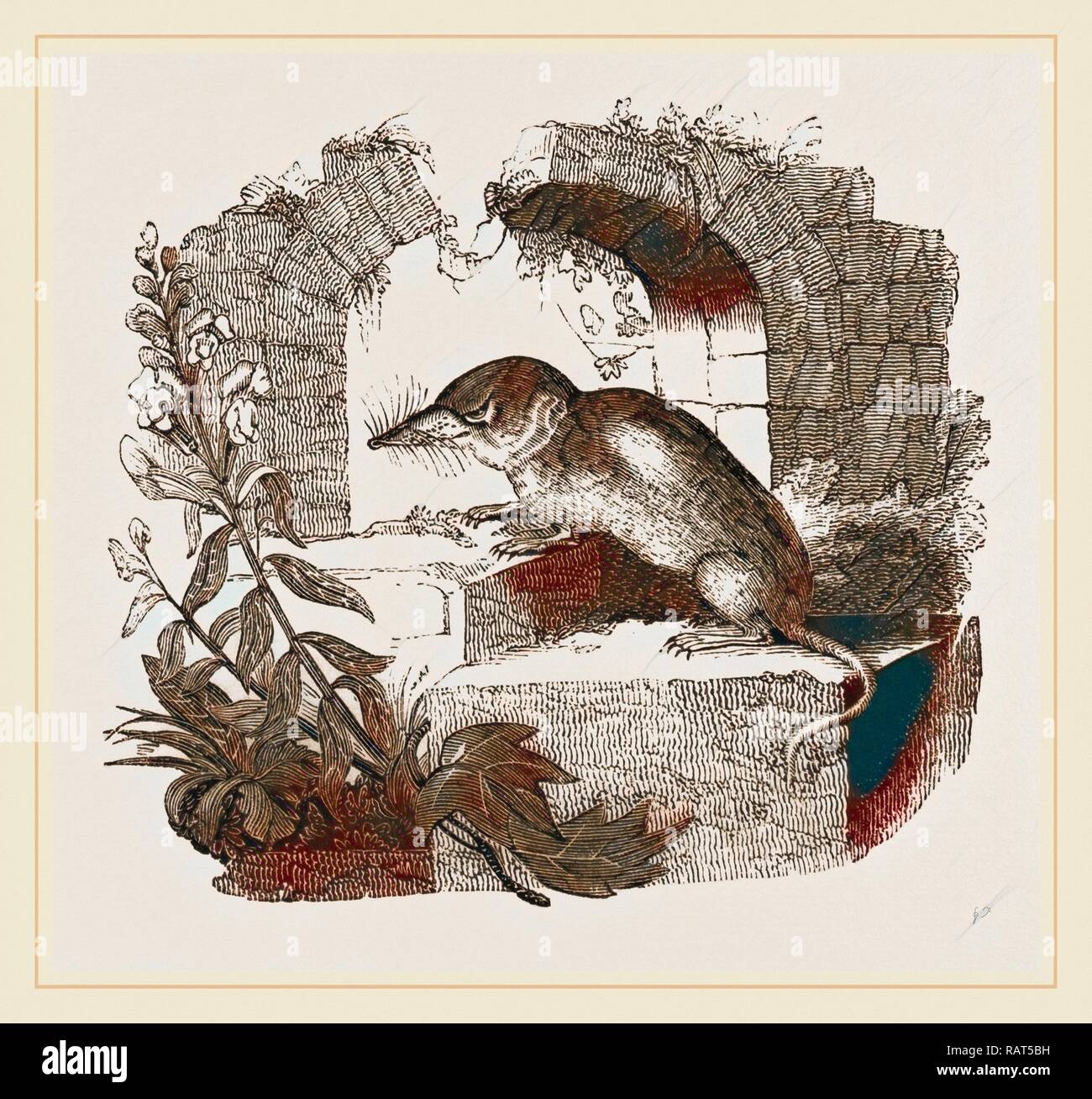 Common Shrew. Reimagined by Gibon. Classic art with a modern twist ...