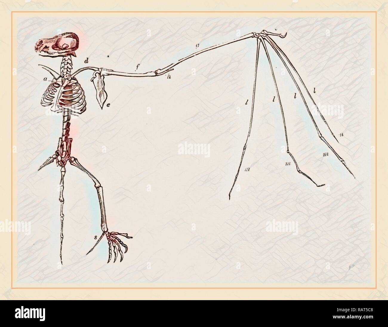 Skeleton of Bat. Reimagined by Gibon. Classic art with a modern twist ...