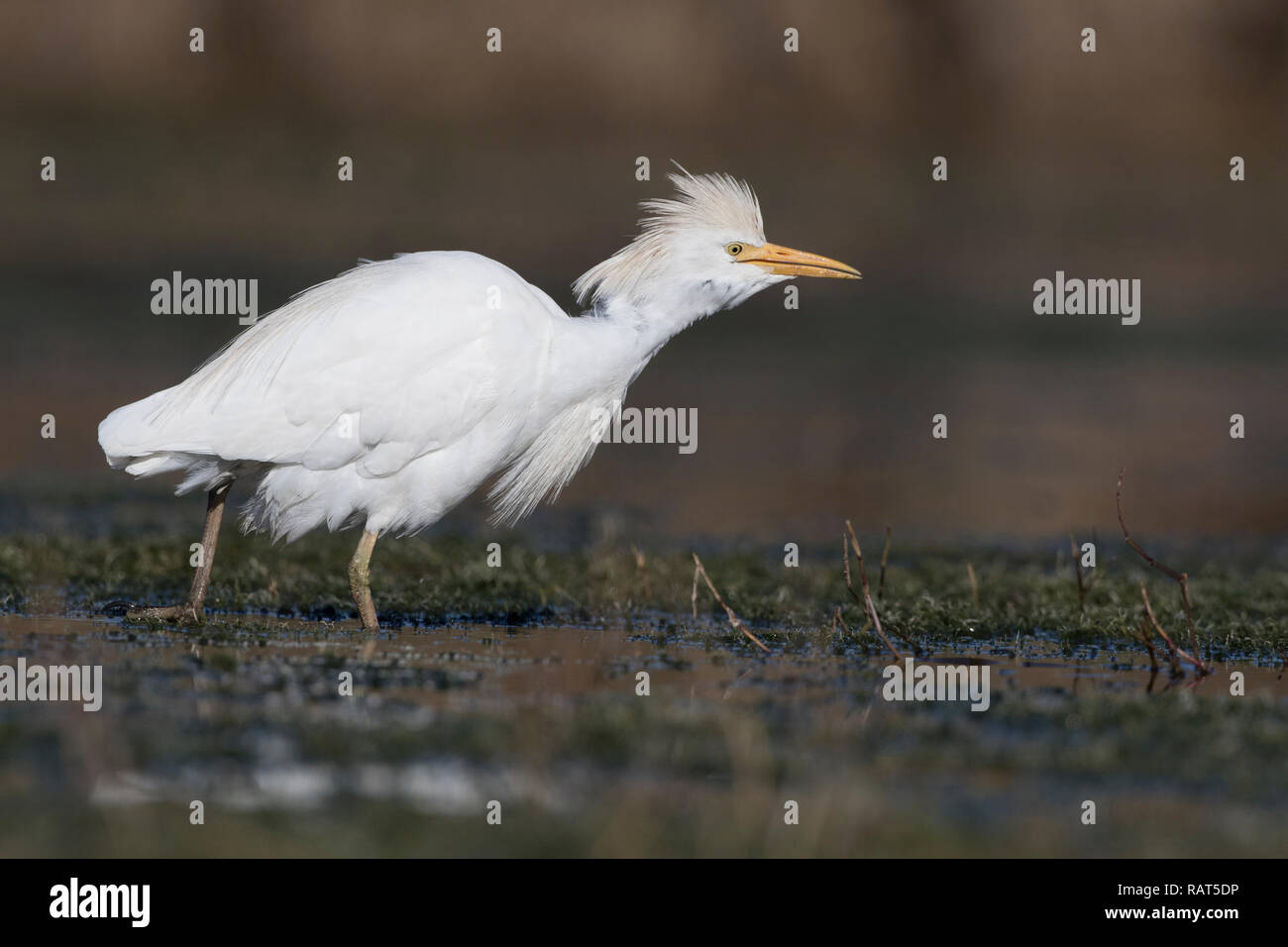 Airone bianco uccello hi-res stock photography and images - Alamy
