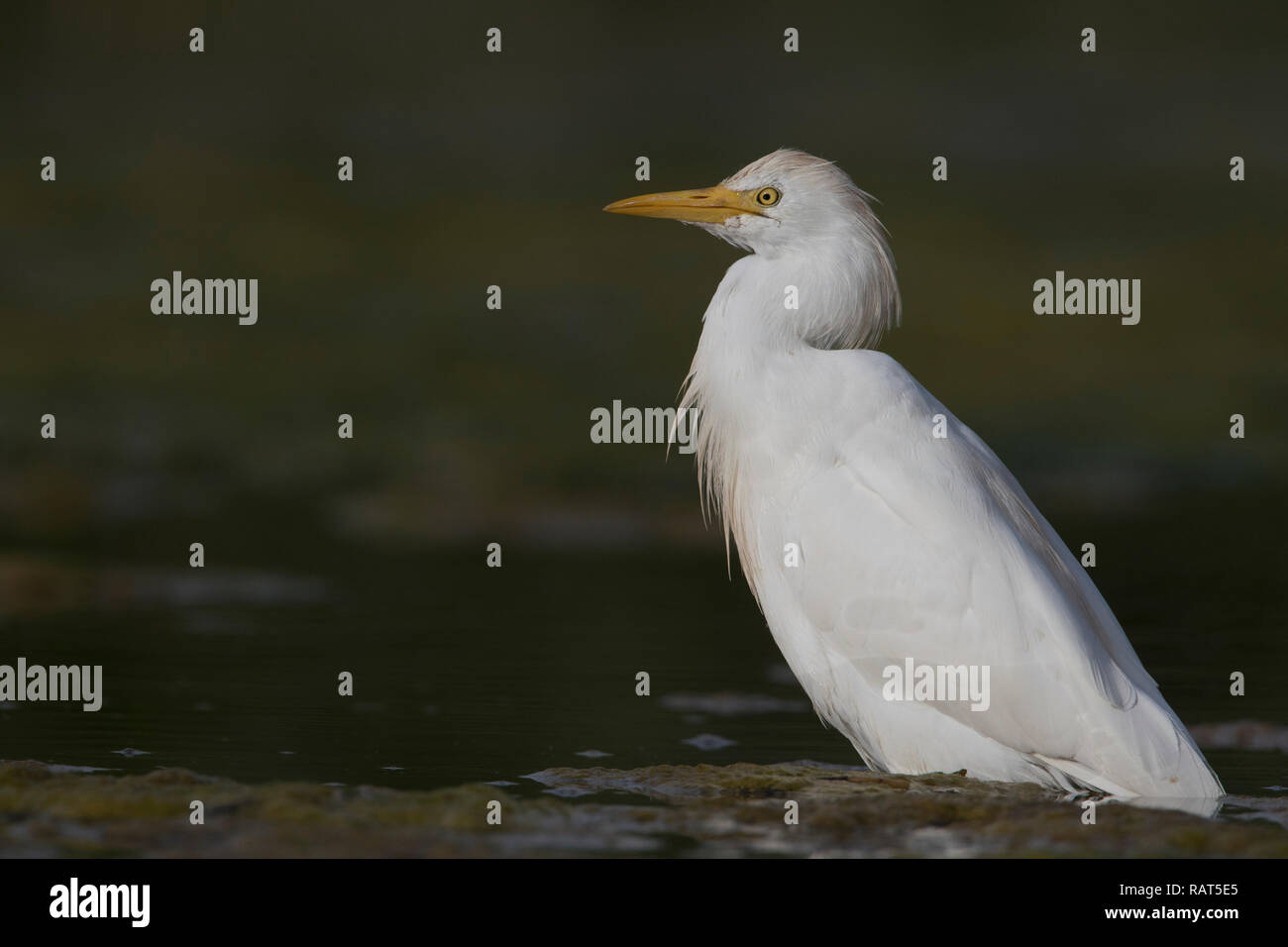 Uccello a caccia hi-res stock photography and images - Alamy
