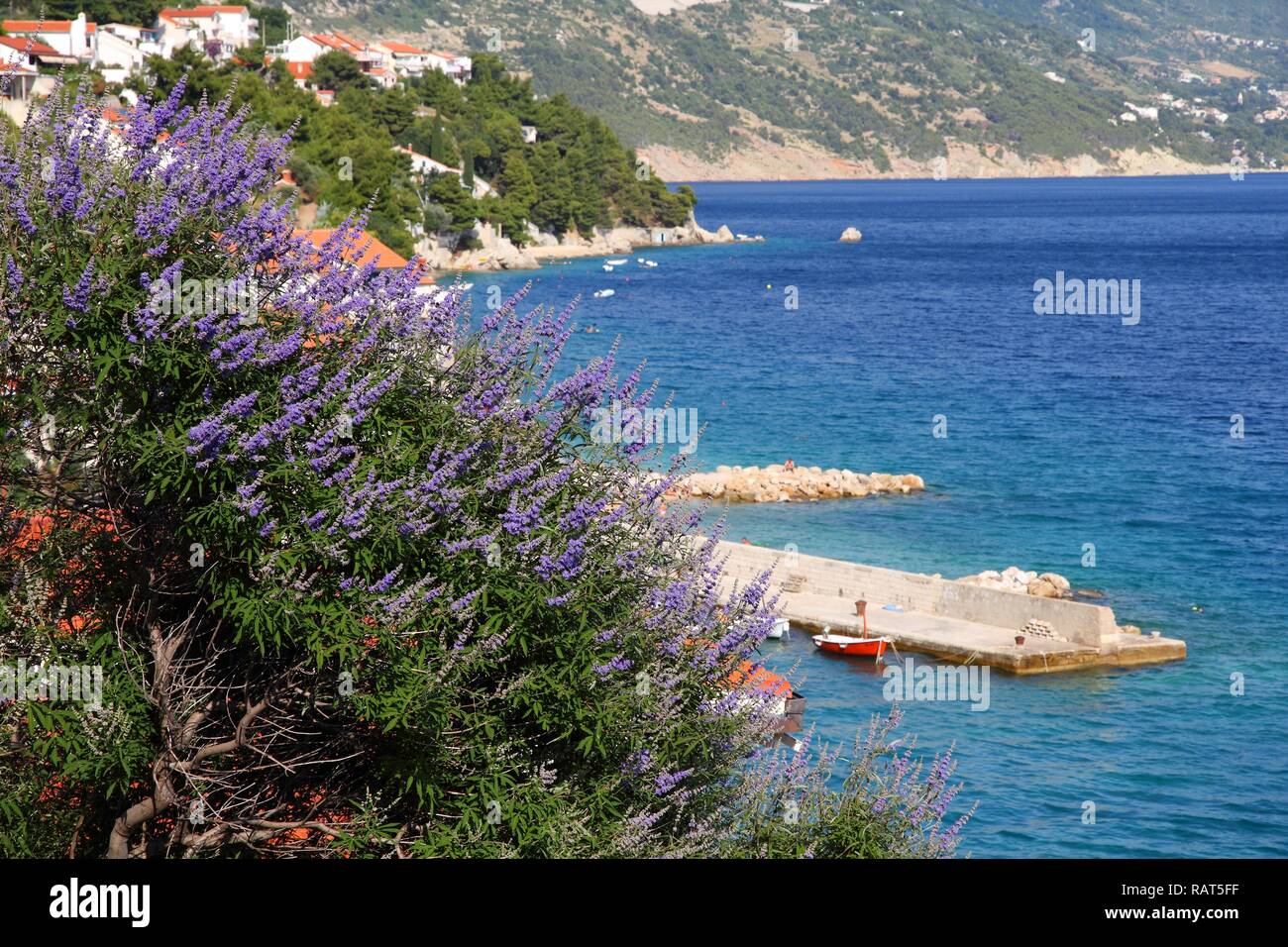 Mediterranean sea lavender hi-res stock photography and images - Alamy
