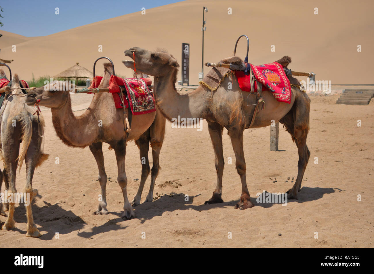 Camel desert silk road hi-res stock photography and images - Alamy
